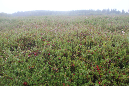 Thanksgiving Dinner Staples: A Local Shopping Guide | Taste of Nova Scotia