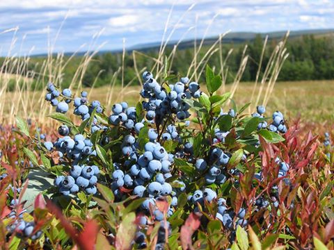 Blueberry Field | Taste of Nova Scotia