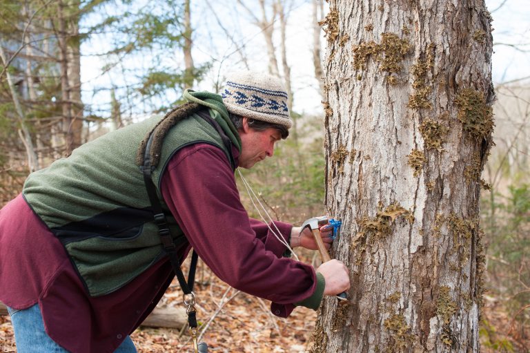 Tree Tapping 101 | Taste of Nova Scotia
